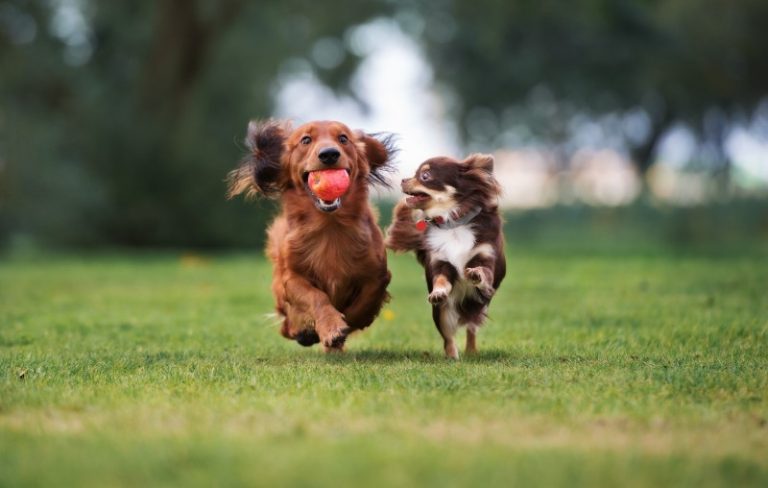 Animais em condomínio: entenda os direitos e deveres | Blog Alea