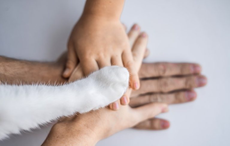 Animais em condomínio: entenda os direitos e deveres | Blog Alea